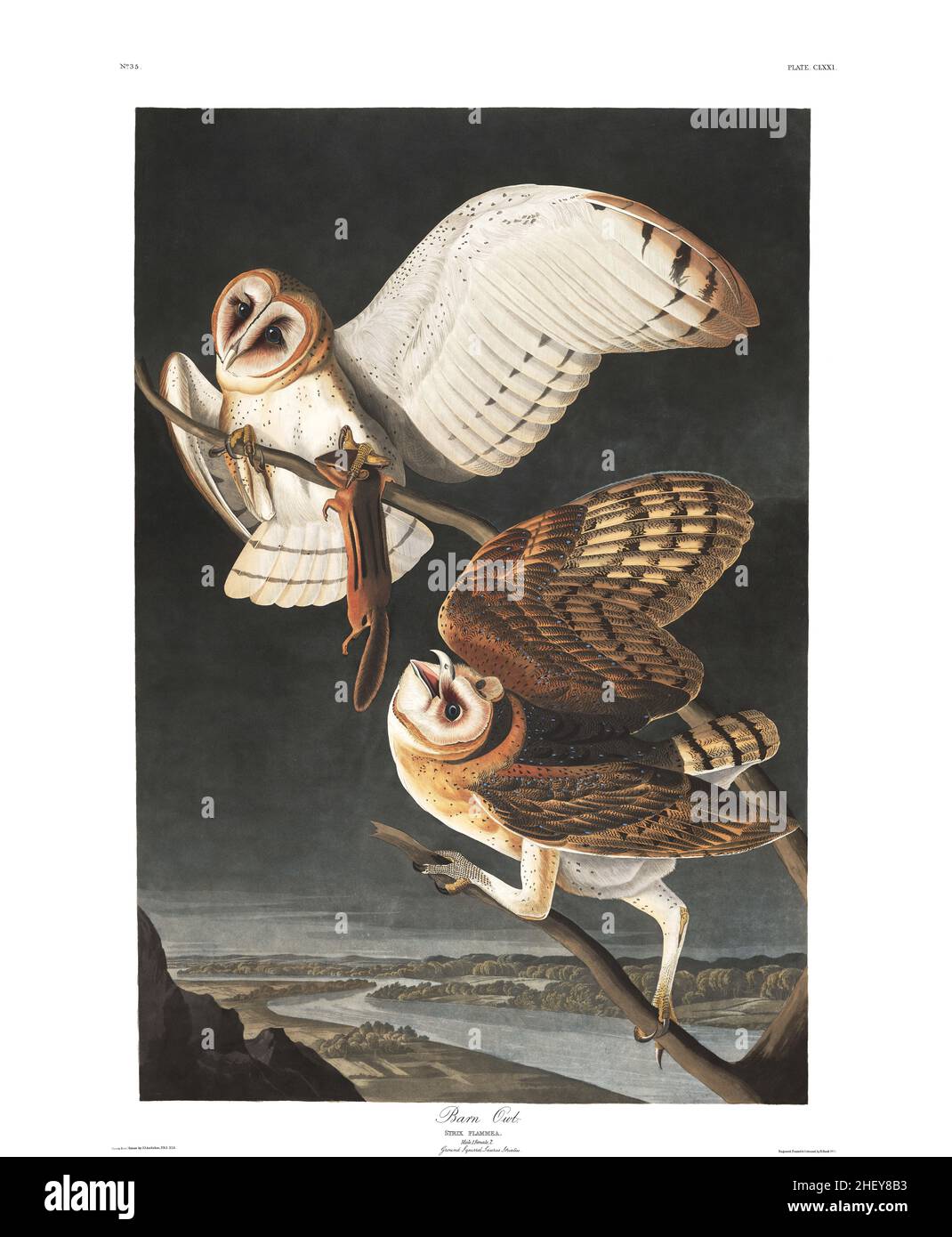 Barn owl figure hi-res stock photography and images - Alamy