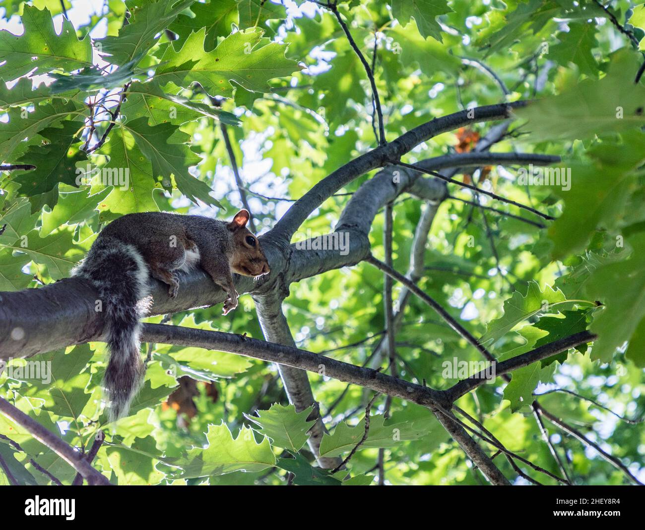 shy squirrel at the tree tries to hide Stock Photo - Alamy