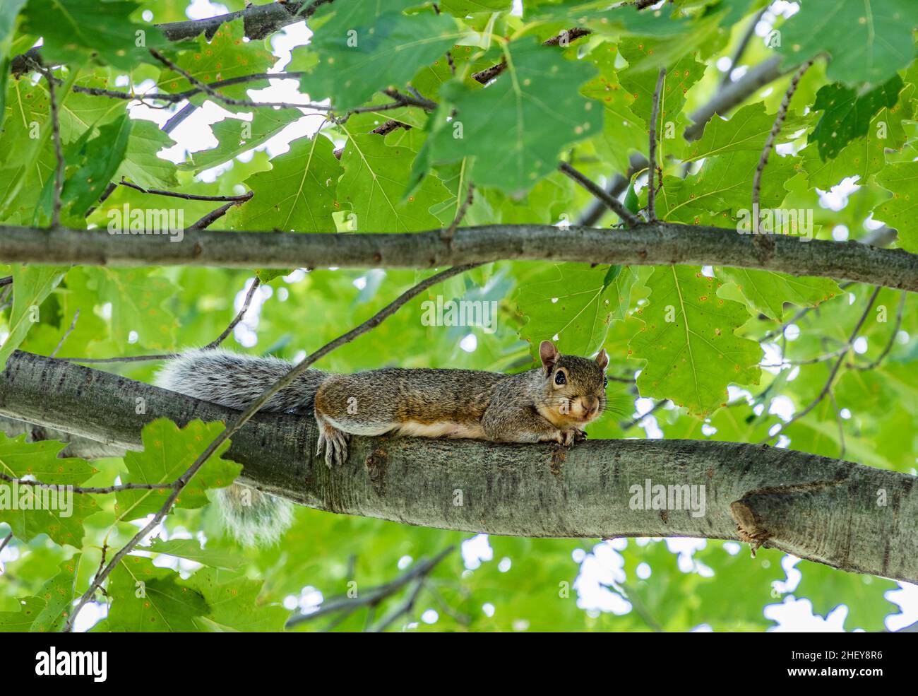 shy squirrel at the tree tries to hide Stock Photo - Alamy
