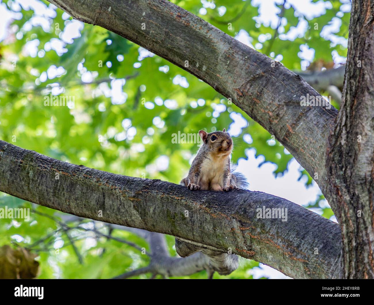 shy squirrel at the tree tries to hide Stock Photo - Alamy