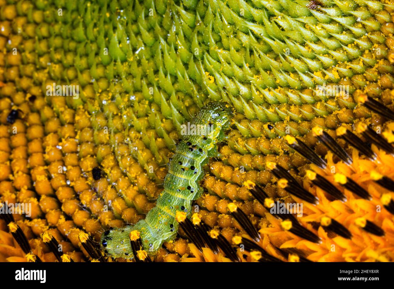 Close-up Of Caterpillar On Sunflower Stock Photo - Alamy