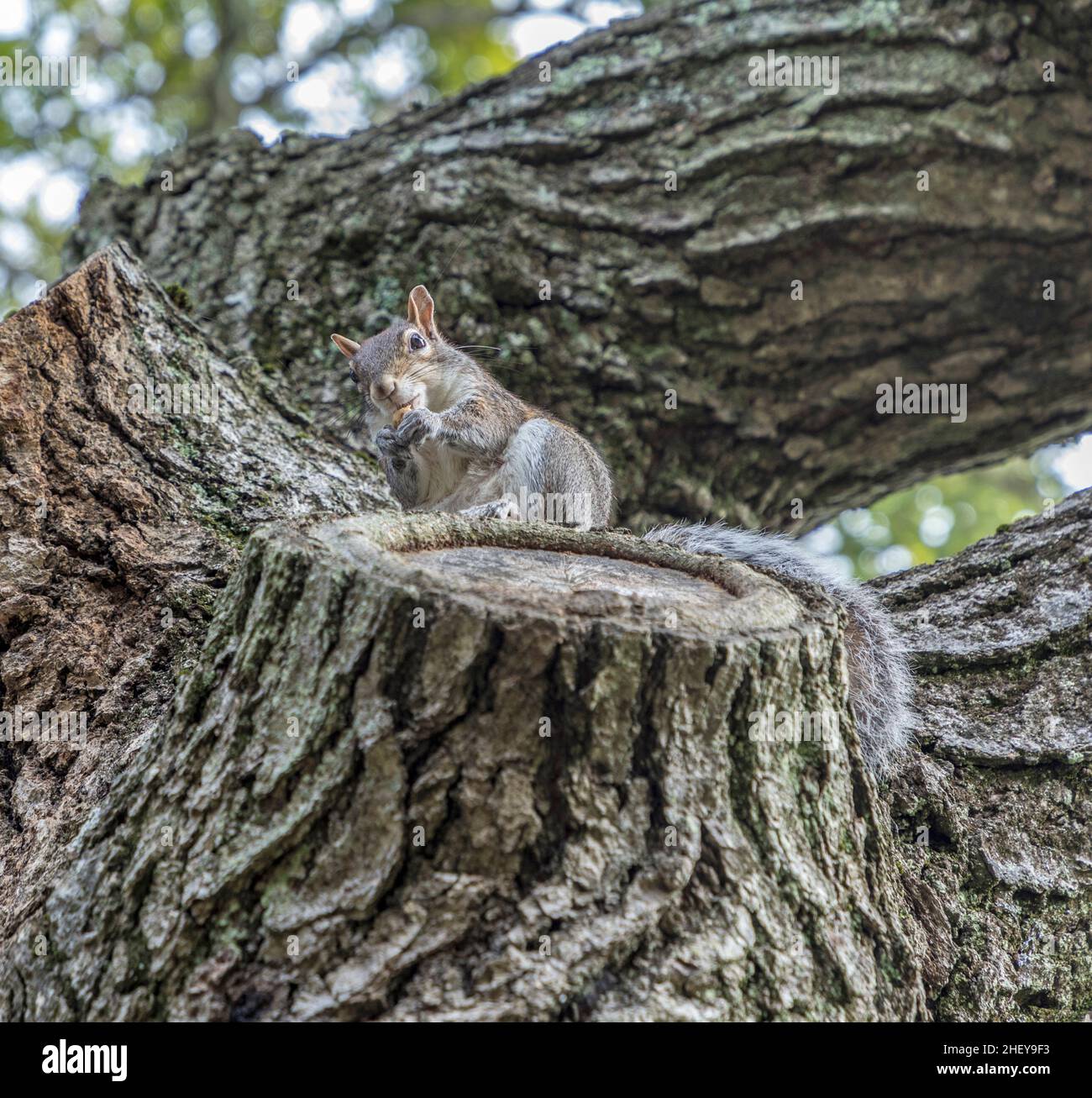 shy squirrel at the tree tries to hide Stock Photo - Alamy
