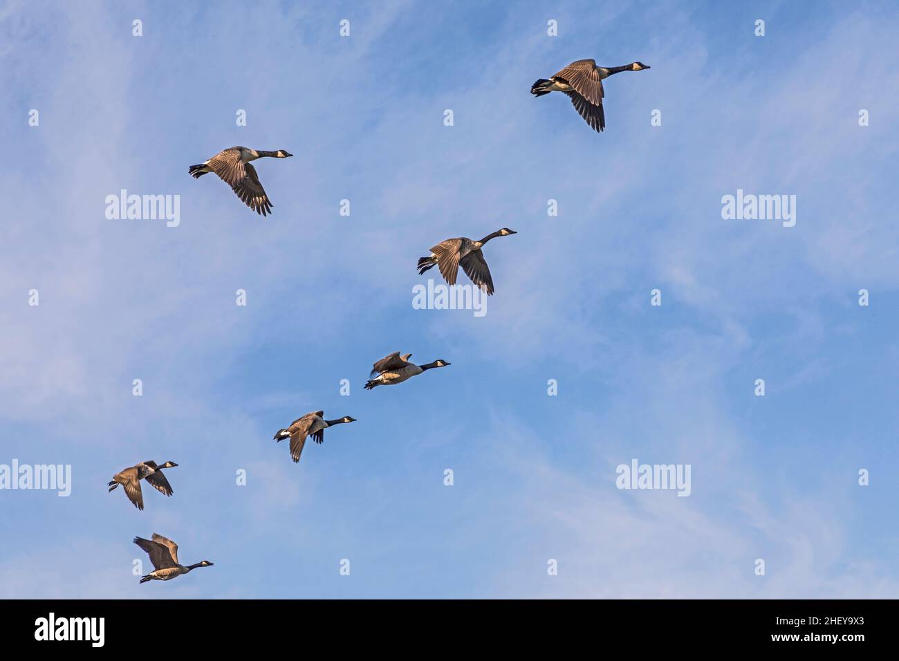 Goose swarm hi-res stock photography and images - Alamy