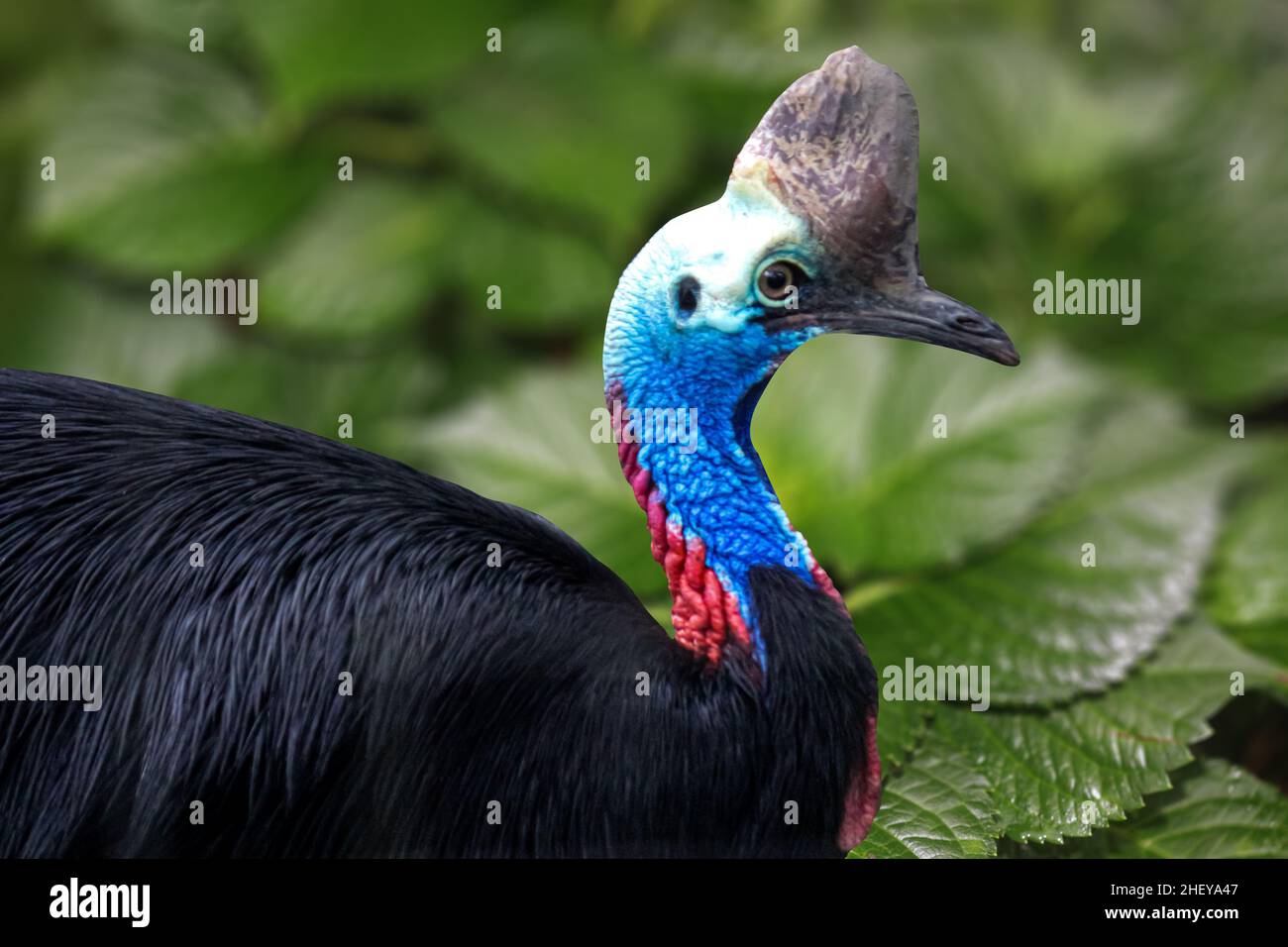 Cassowary eye hi-res stock photography and images - Alamy