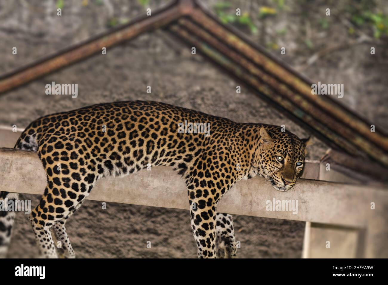 Leopard on wall hi-res stock photography and images - Alamy