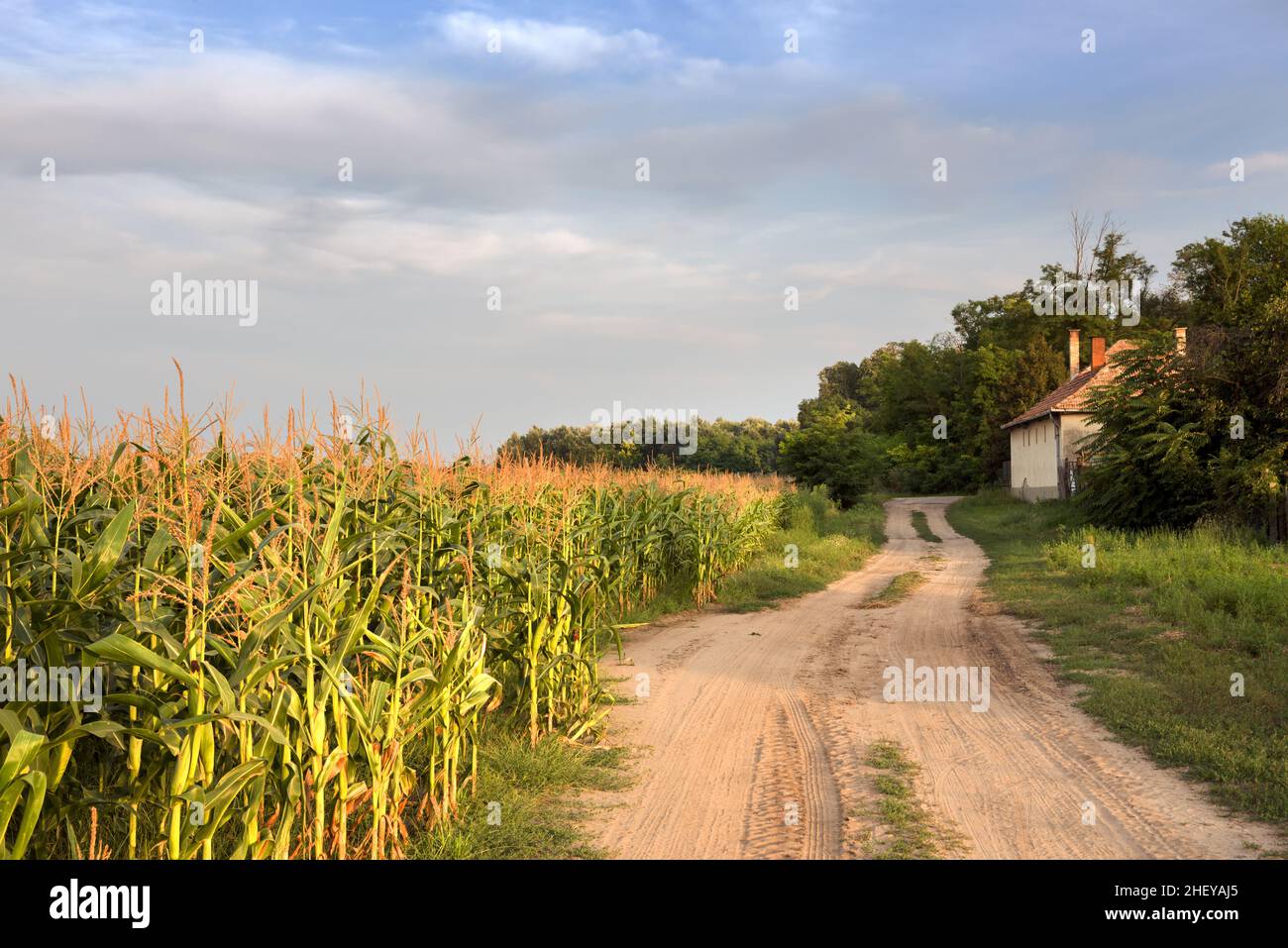 Corn field road hi-res stock photography and images - Alamy