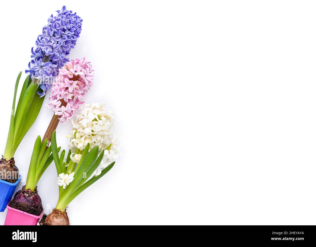 Vibrant multicolored hyacinth spring flowers on white background with ...