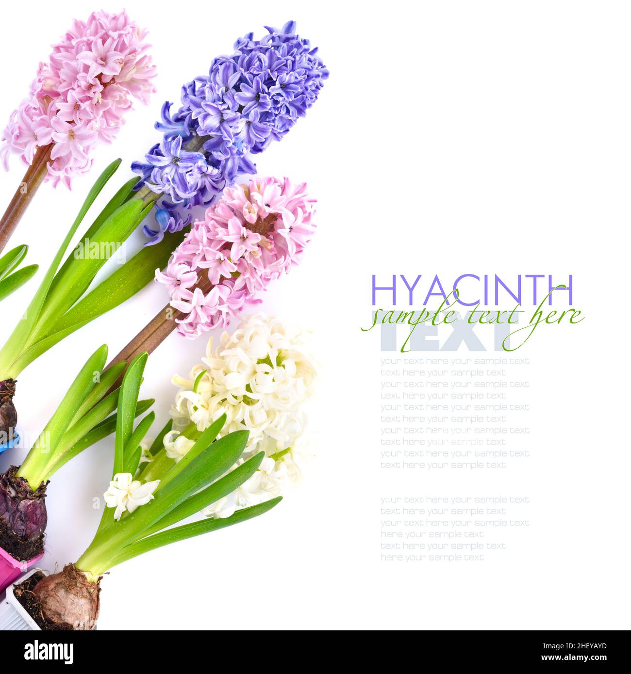 Vibrant multicolored hyacinth spring flowers on white background with ...