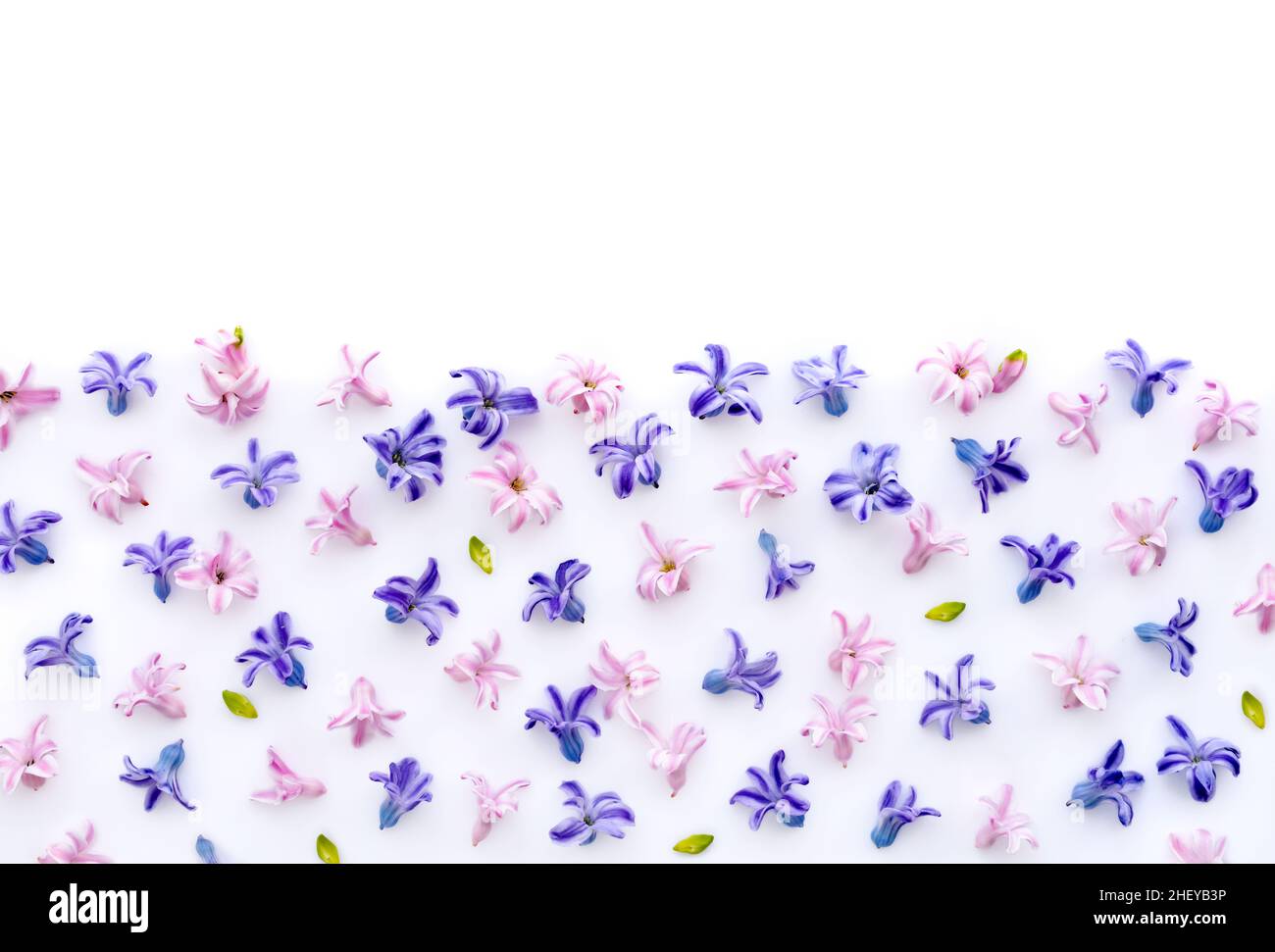 Floral border of fresh hyacinth flowers isolated on white background ...