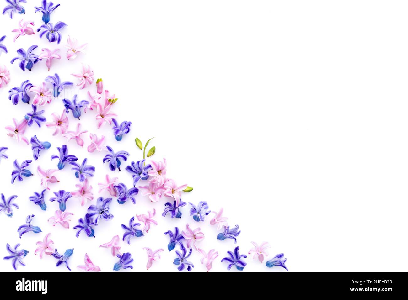 Floral border of fresh hyacinth flowers isolated on white background ...