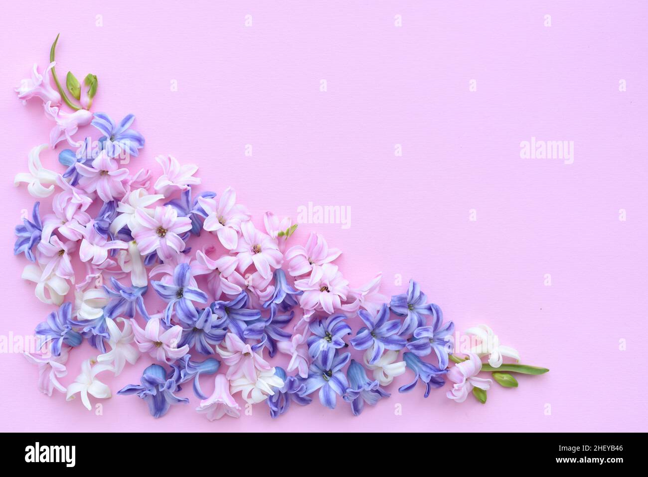 Flowers composition. Frame made of hyacinth flowers on pink background ...