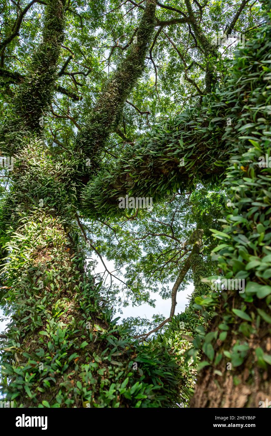 Low angle view of nature green vine leaves plant on the giant old shady ...