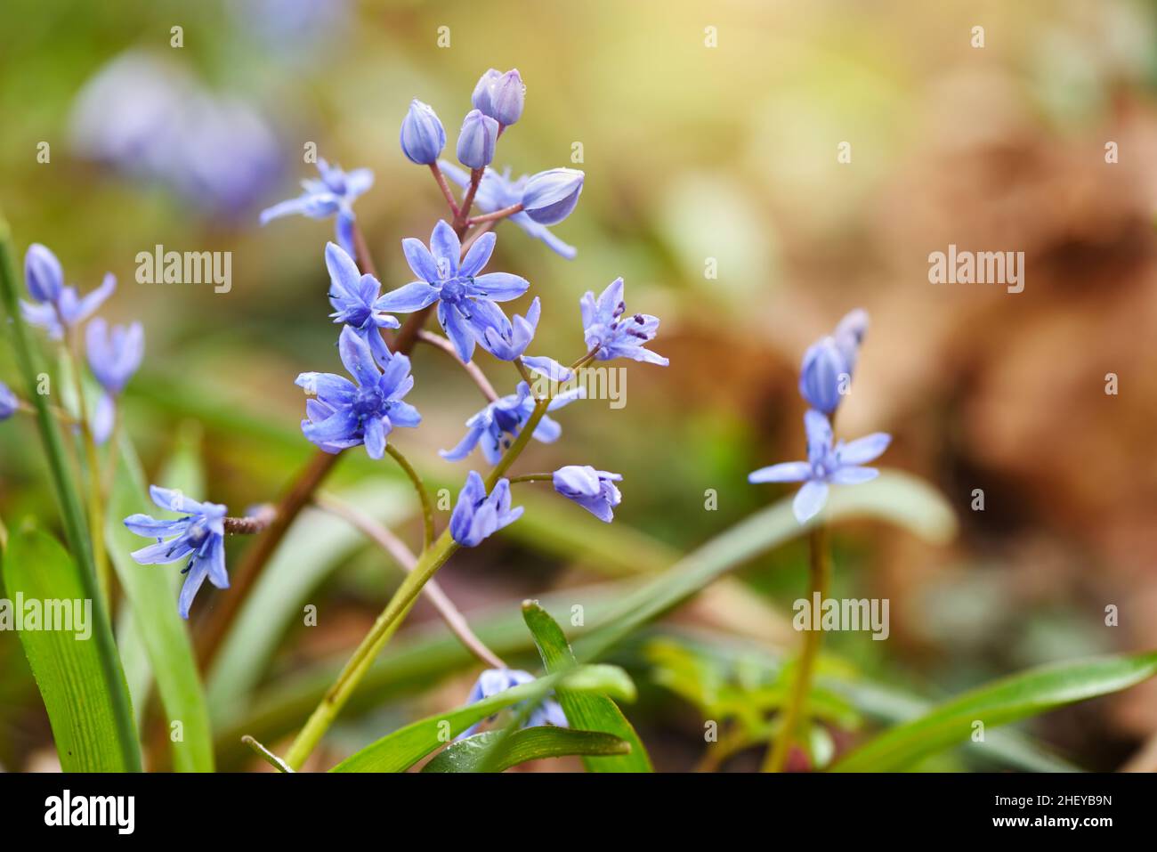 Spring flowers in a forest. Scilla Bifolia Stock Photo - Alamy
