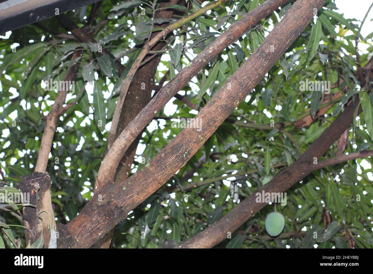 mango tree trunk in front of the house with green leaves and mango ...