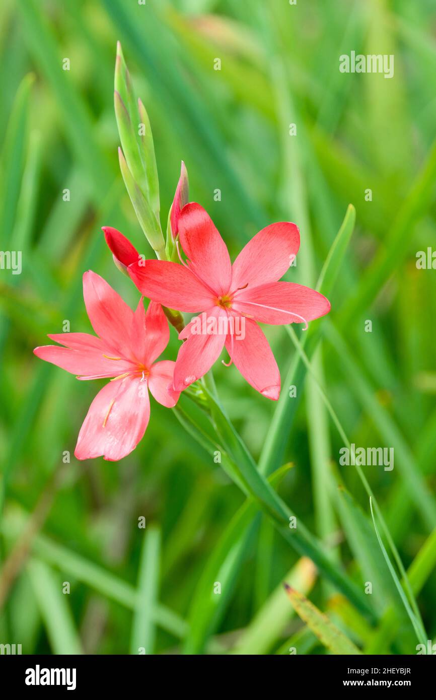 Hesperantha coccinea 'Red Dragon', Schizostylis coccinea 'Red Dragon ...