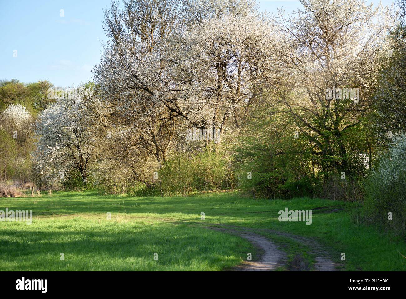 Beautiful field trees sunset spring hi-res stock photography and images ...