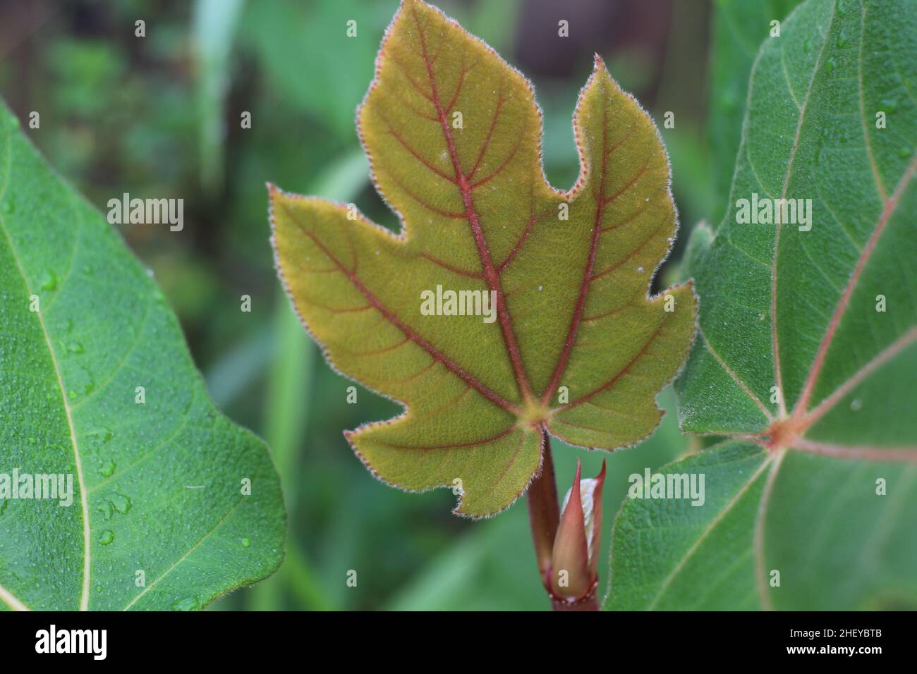 Taro shoot leaves appear on plants in the garden Stock Photo - Alamy