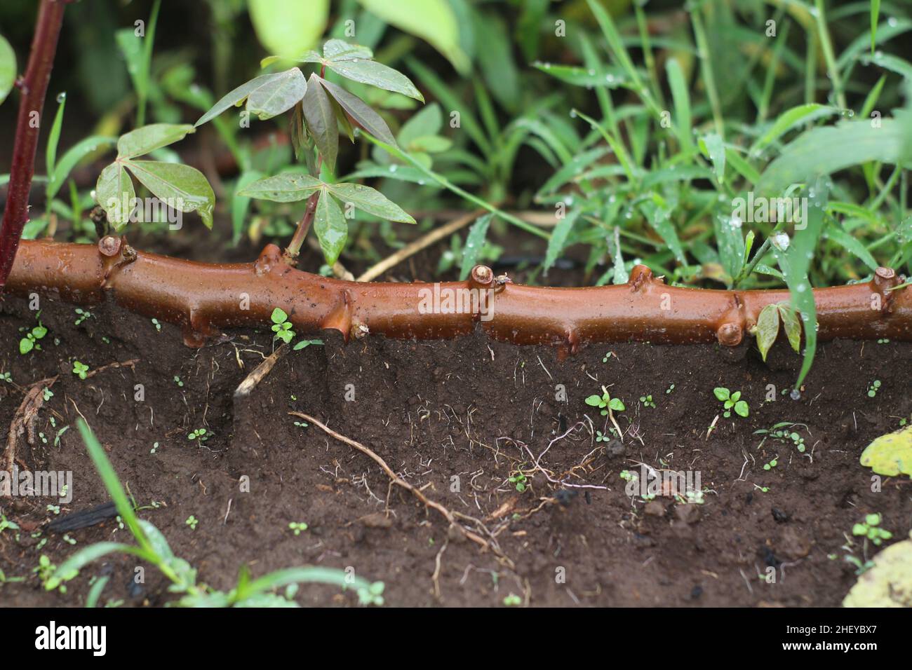 Cassava trunk hi-res stock photography and images - Alamy