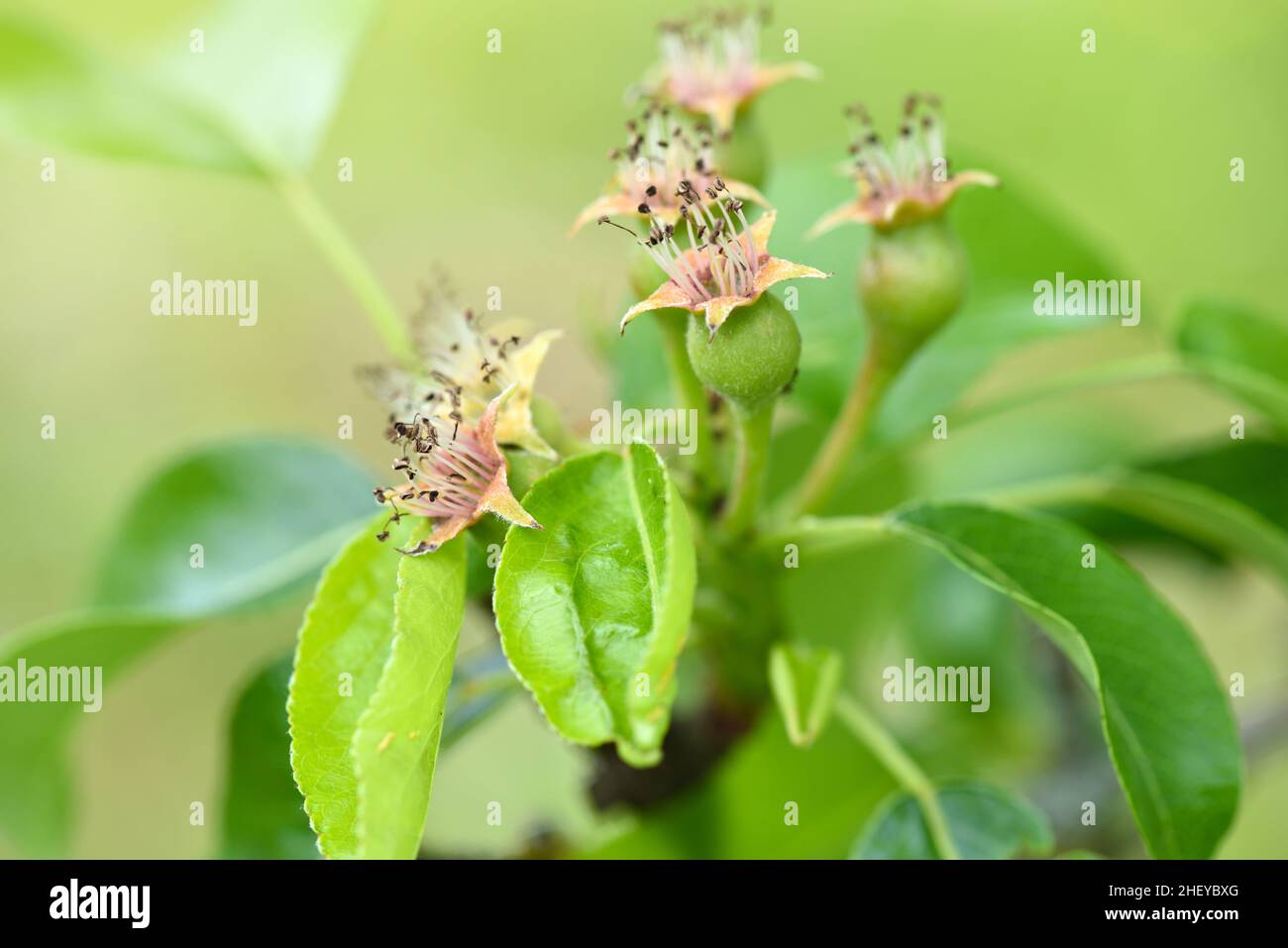 Small ovaries pear fruit hi-res stock photography and images - Alamy