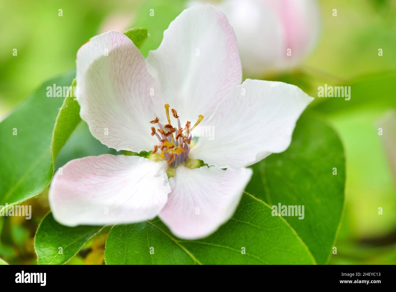 Closeup of single white quince flower (Cydonia oblonga) on a natural ...