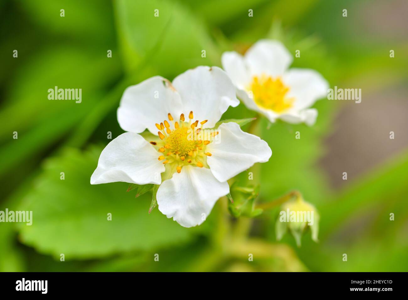 Green little strawberry on hi-res stock photography and images - Alamy