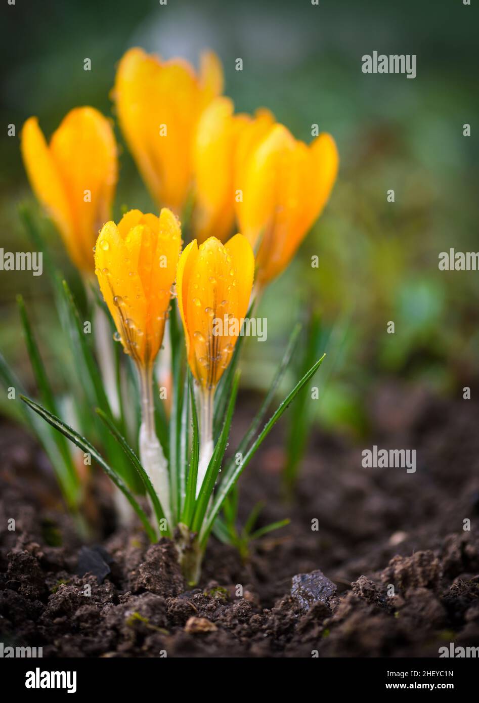 Family crocuses bright spring hi-res stock photography and images - Alamy
