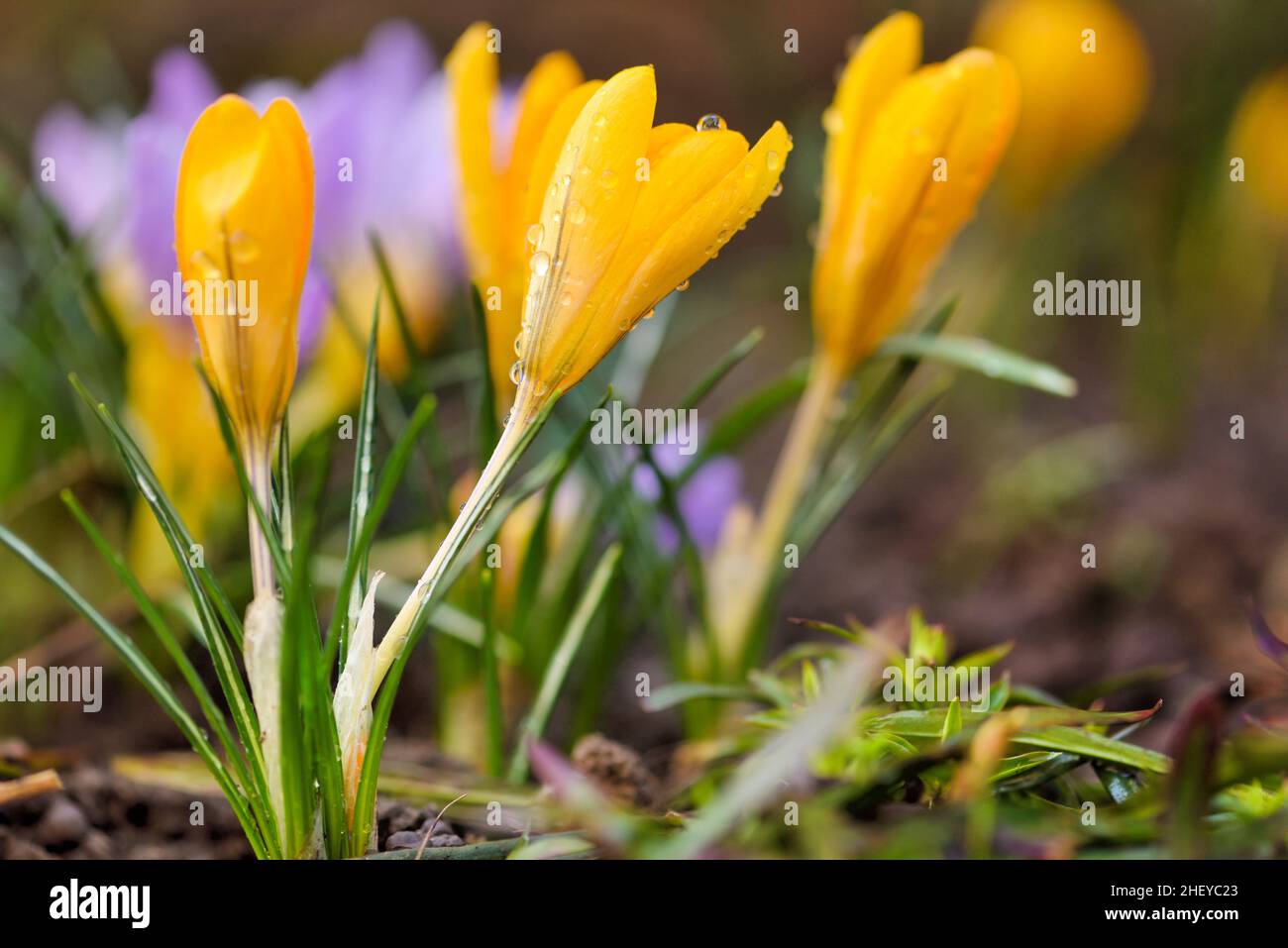 The yellow crocuses family with dew drops, spring crocus Stock Photo ...
