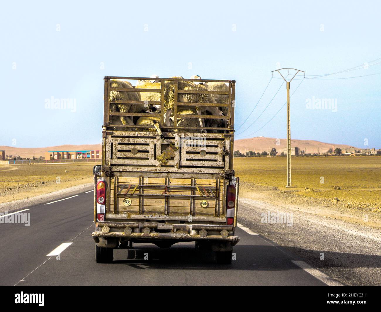 Livestock lorry transport sheep hi-res stock photography and images - Alamy