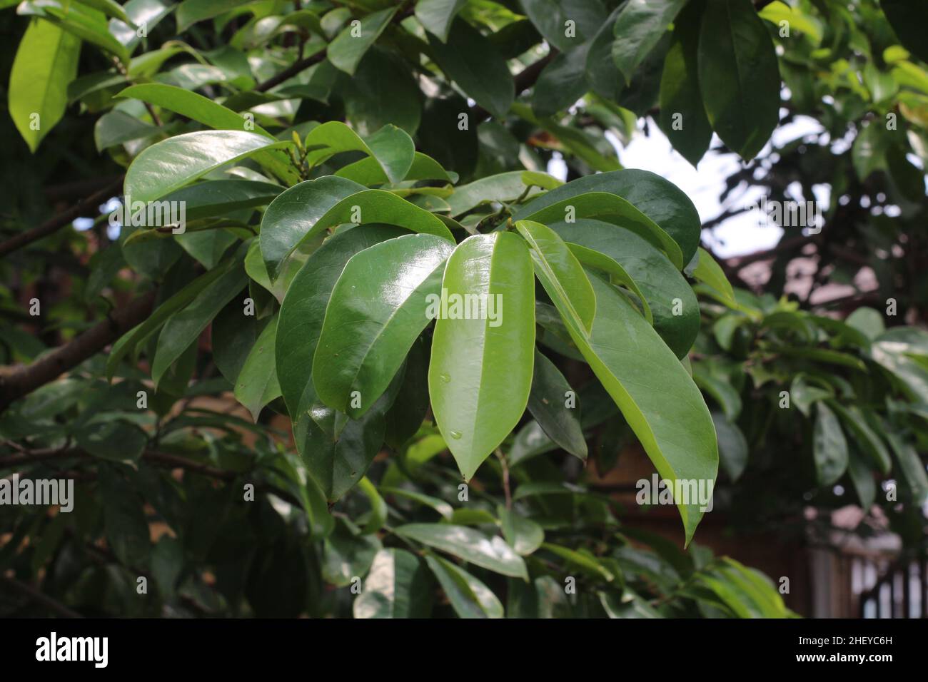 Logan sweet hi-res stock photography and images - Alamy