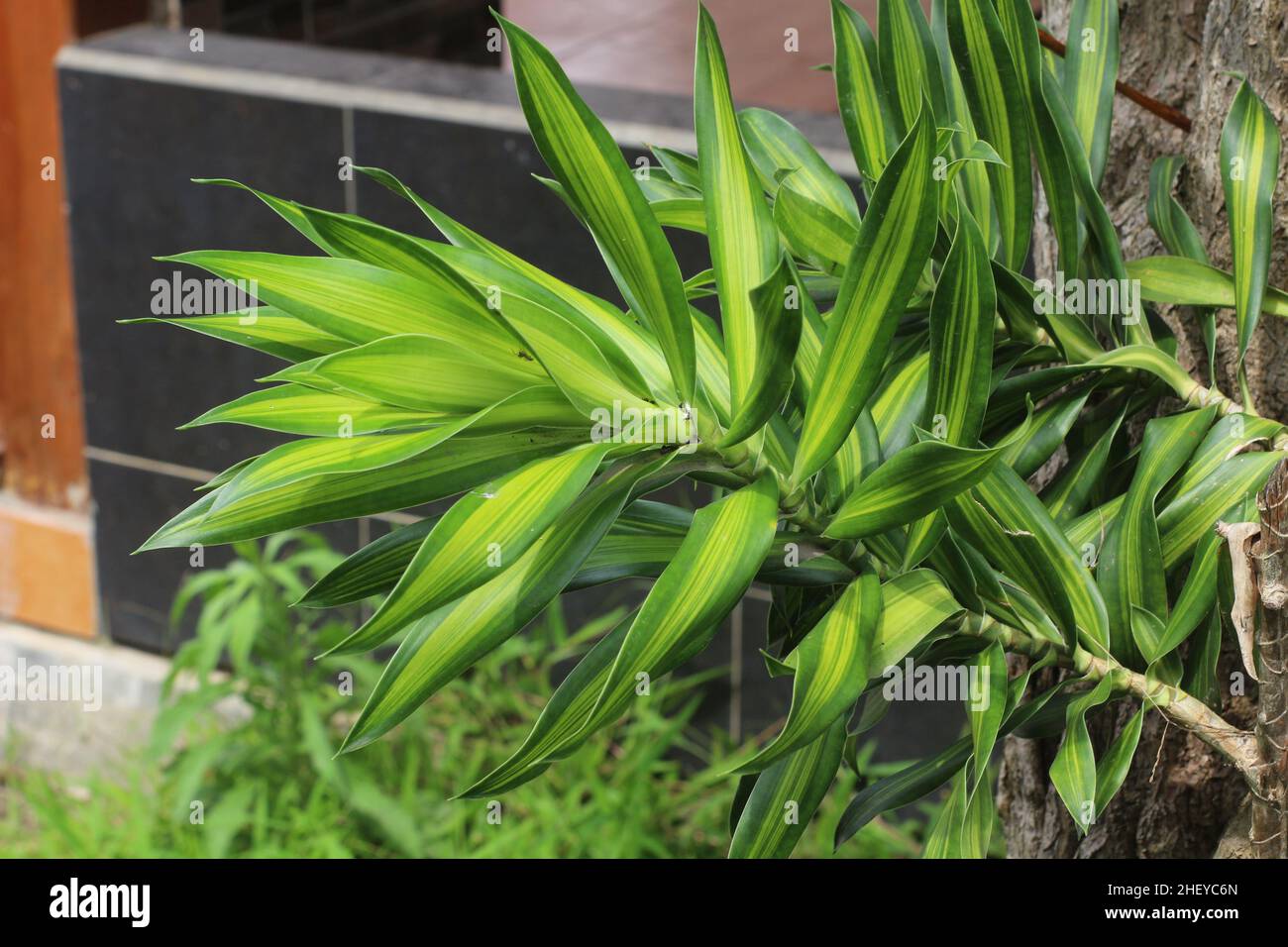 Green Leaves Of Plant Dracaena. Female Dragon Plant. Family ...