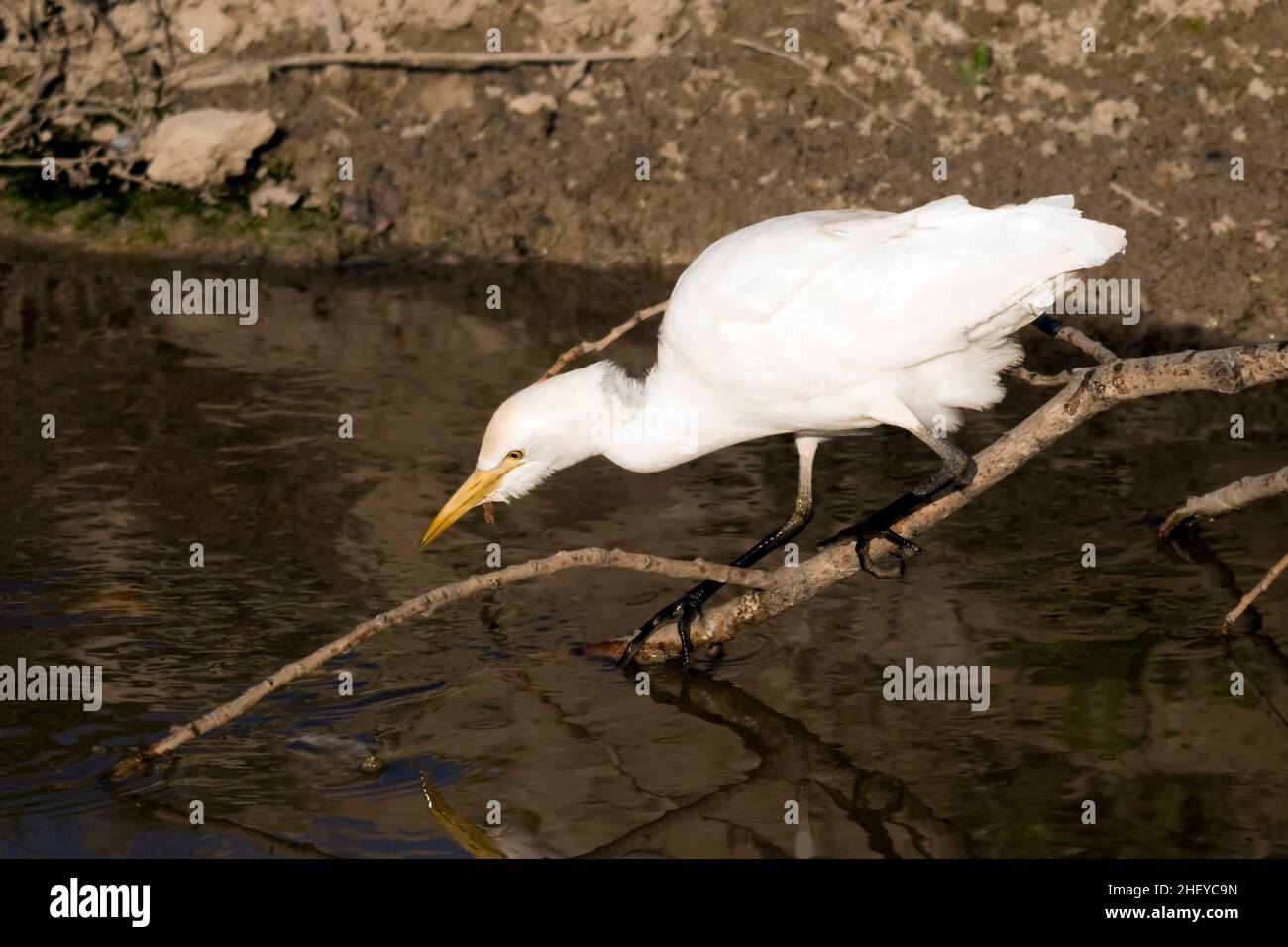 The Cattle Egret is a species of the Ardeidae family Stock Photo - Alamy