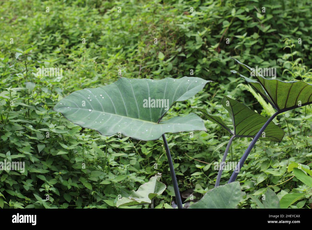 Taro plant in forest hi-res stock photography and images - Alamy