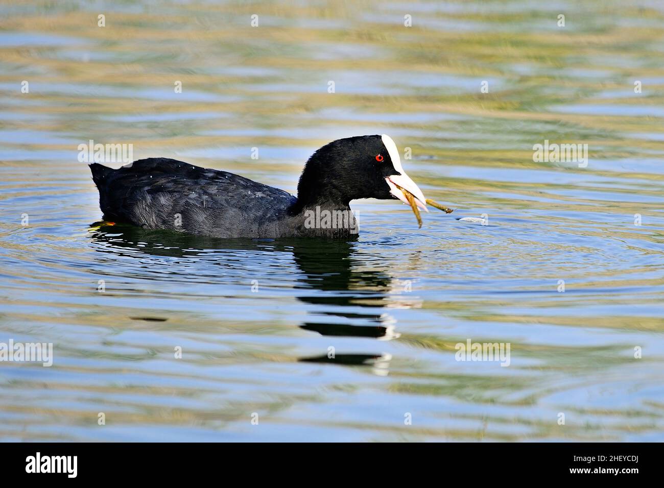 The common coot is a species of bird in the Rallidae family Stock Photo ...