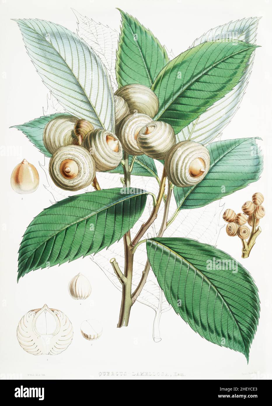 Bull oak hi-res stock photography and images - Alamy