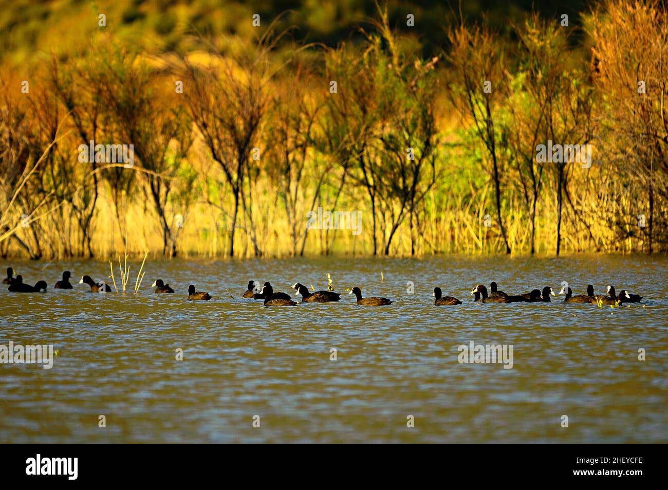The common coot is a species of bird in the Rallidae family Stock Photo ...