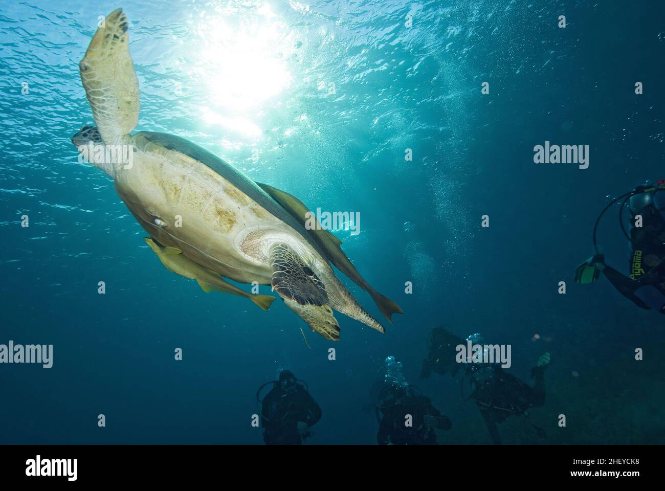 Atlantic Hawksbill Turtle - Eretmochelys imbricata, popular endangered ...