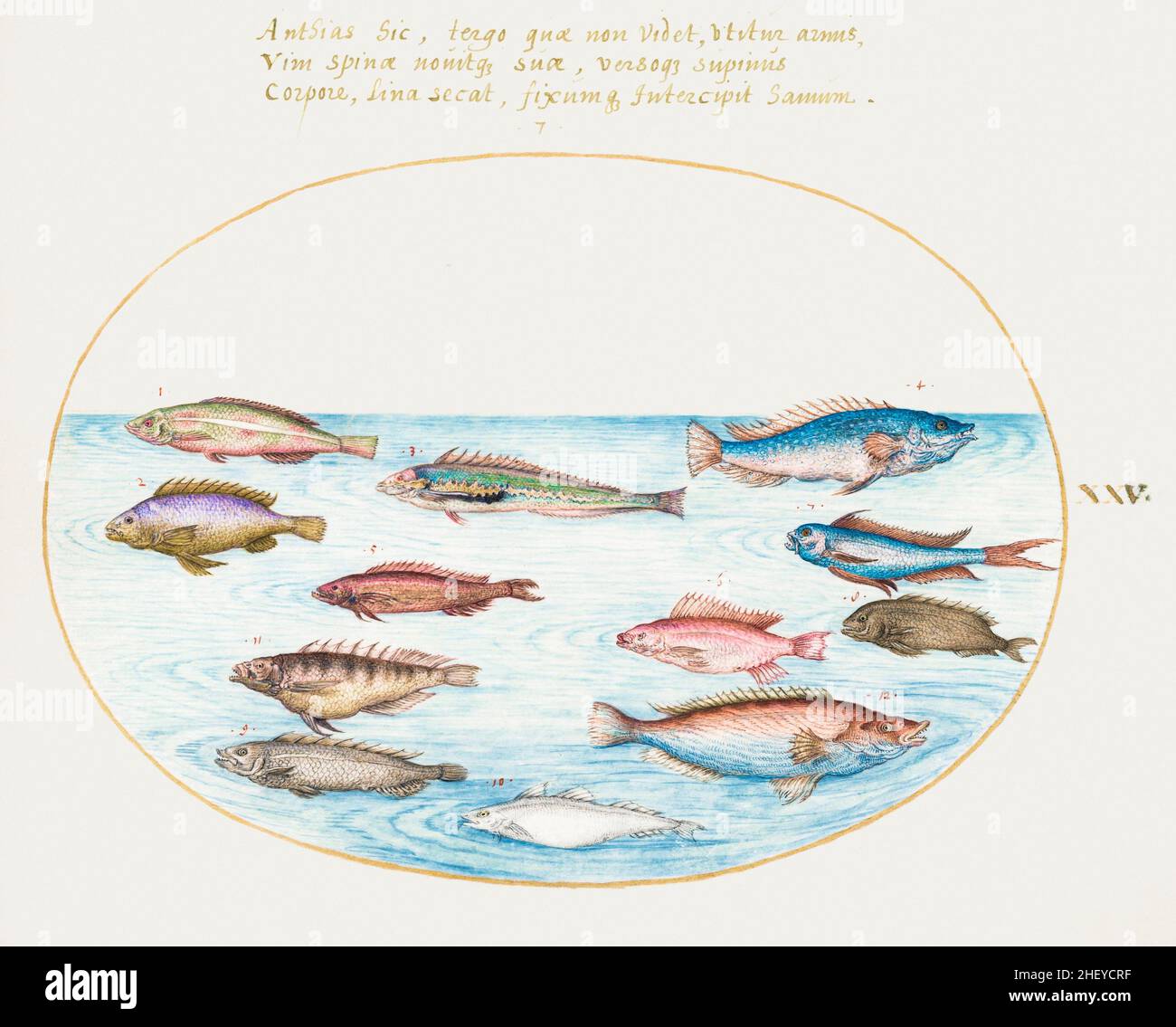 Swallowtail sea perch hi-res stock photography and images - Alamy