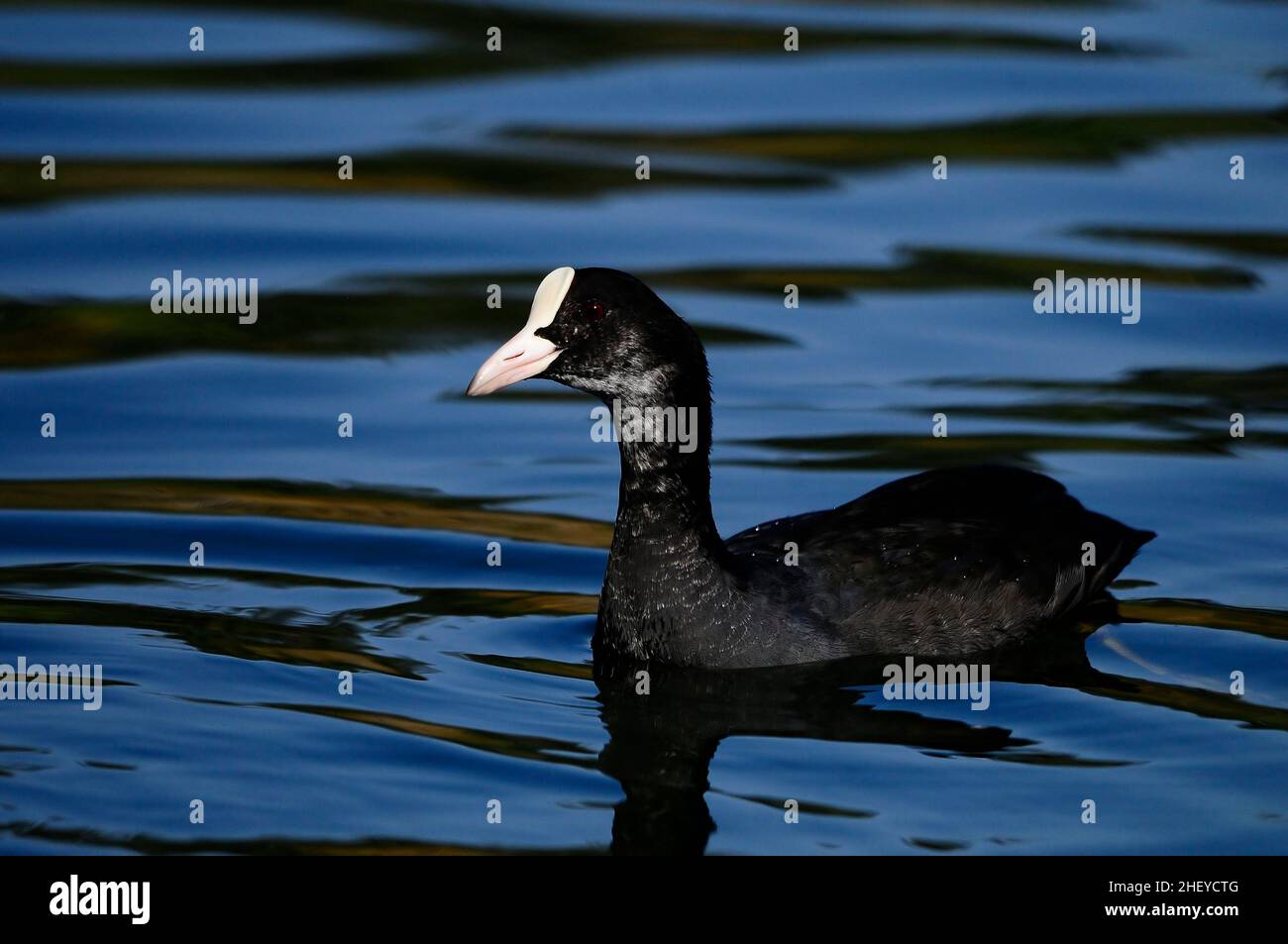 The common coot is a species of bird in the Rallidae family Stock Photo ...