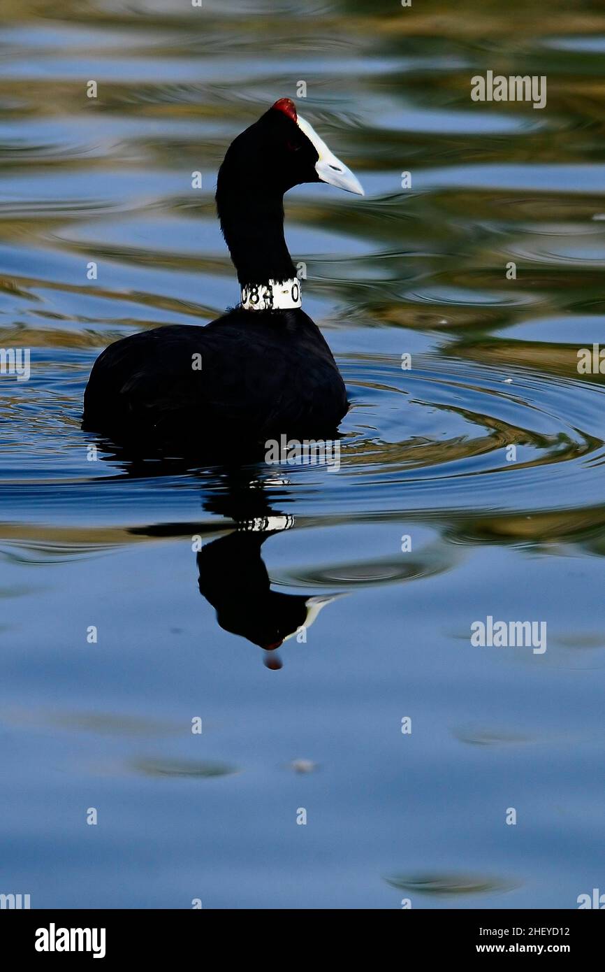 The common coot is a species of bird in the Rallidae family Stock Photo ...