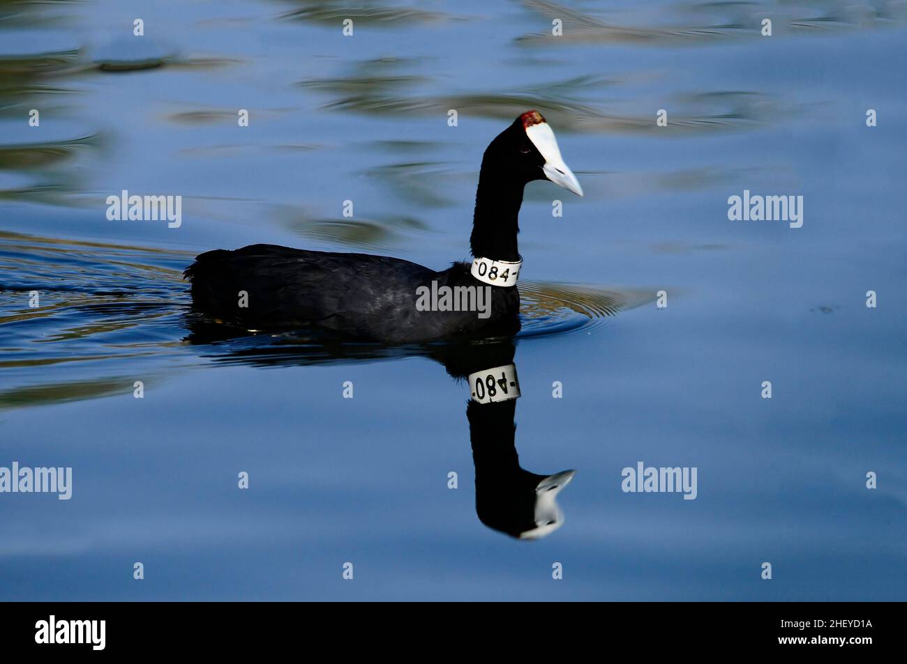 The common coot is a species of bird in the Rallidae family Stock Photo ...