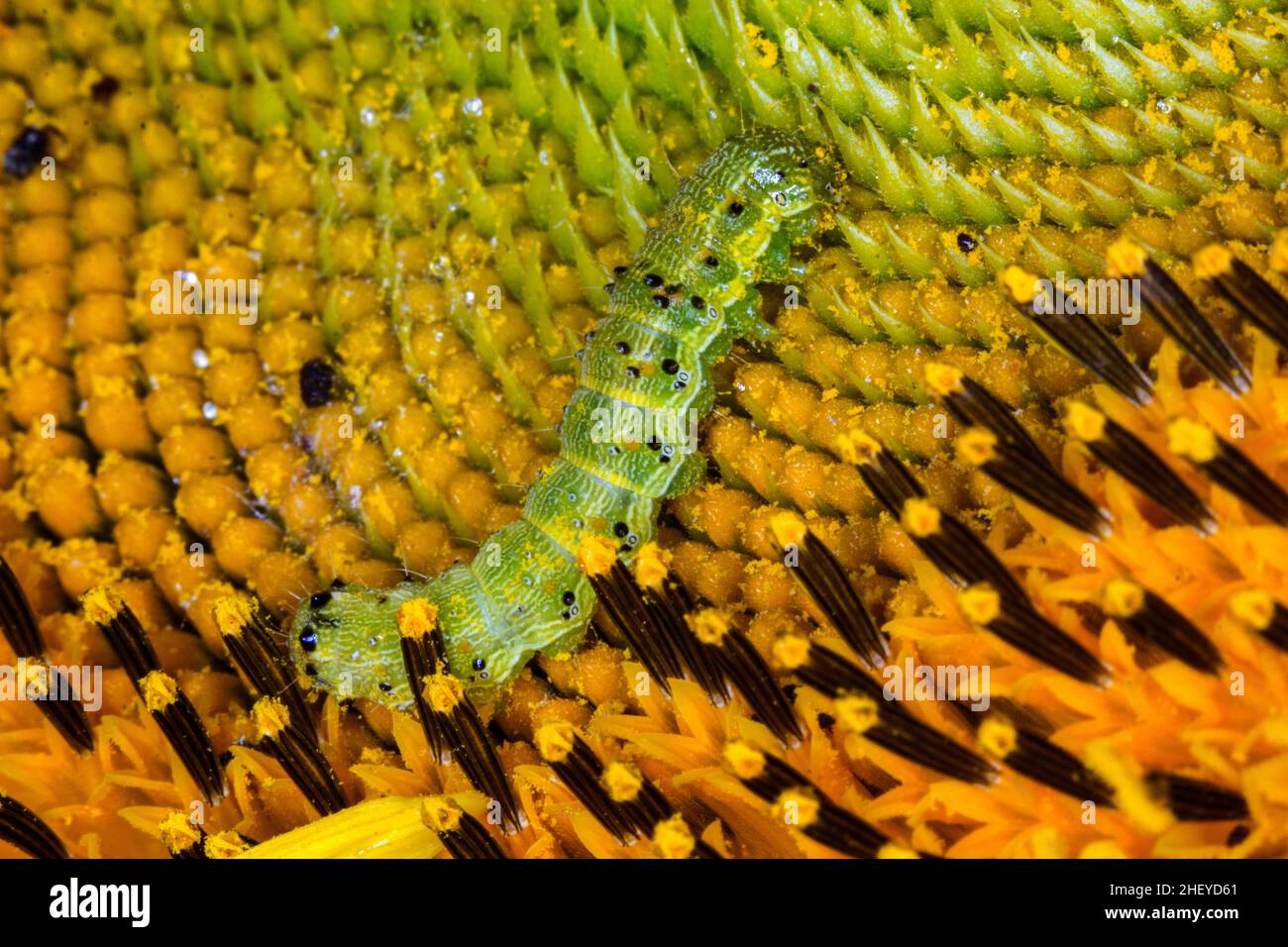 Caterpillar on sunflower hi-res stock photography and images - Alamy
