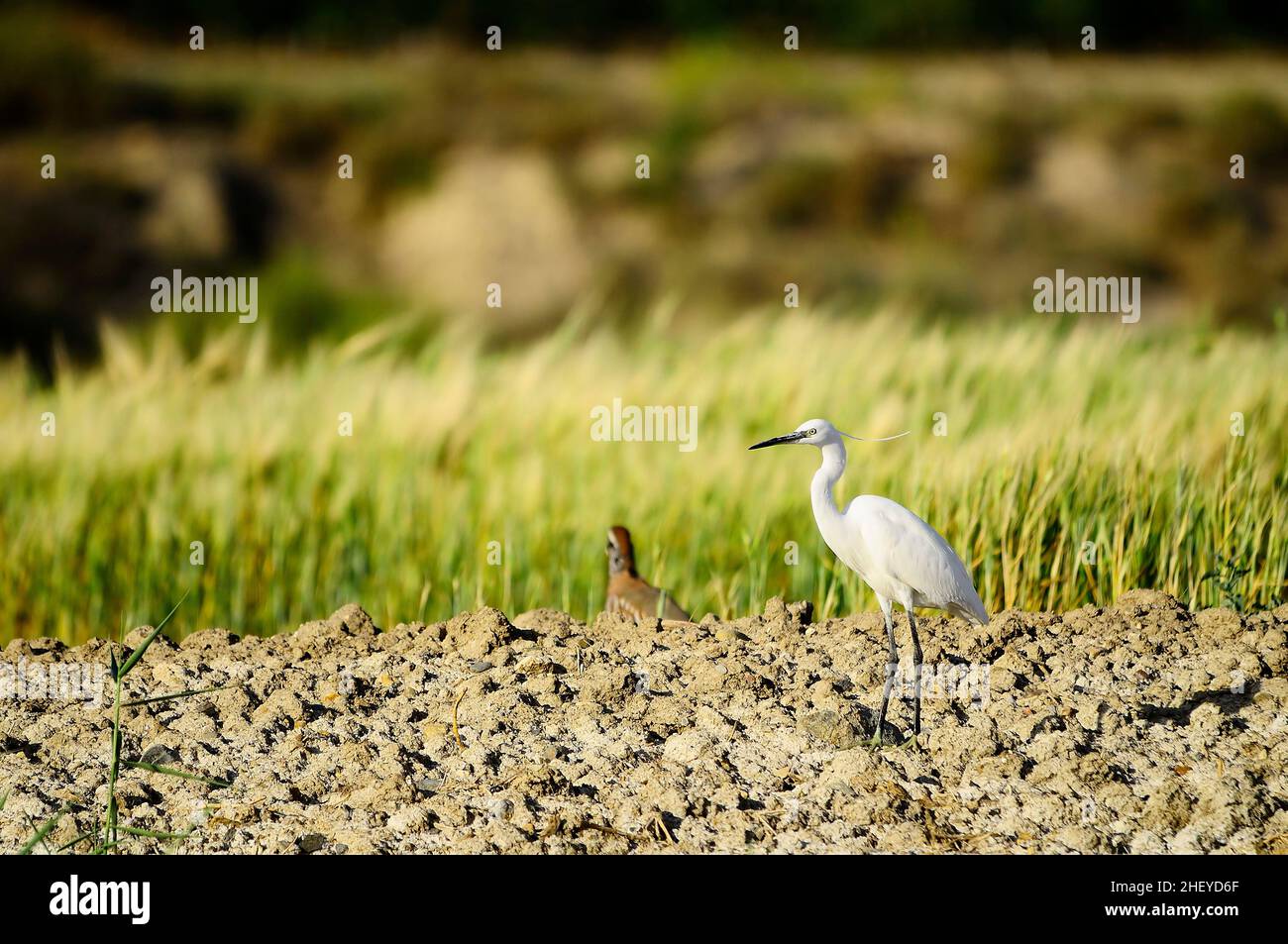 The little egret is a species of pelecaniform bird in the Ardeidae ...