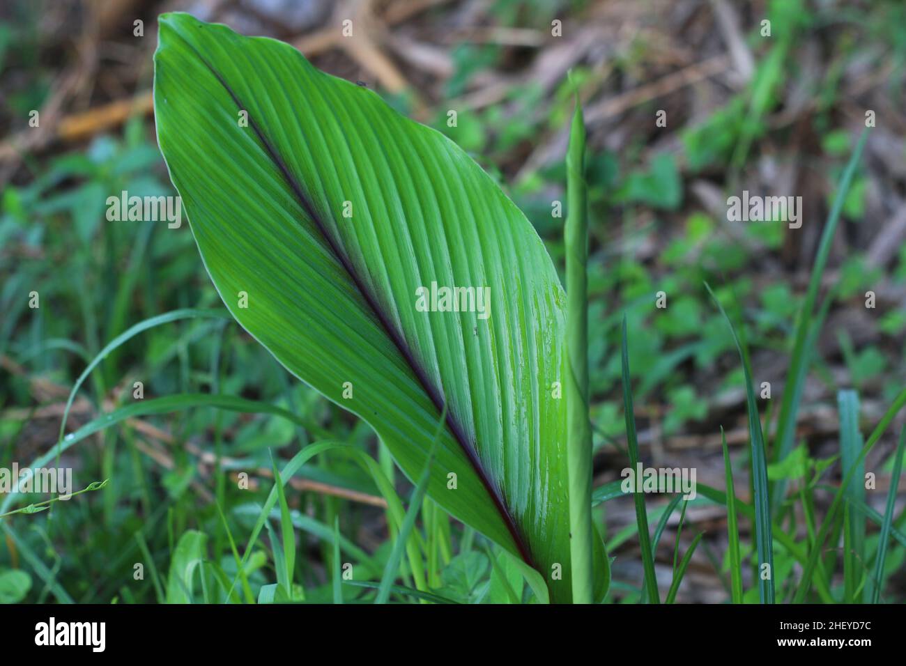 Close up of turmeric plant leaves around wild plants Stock Photo - Alamy