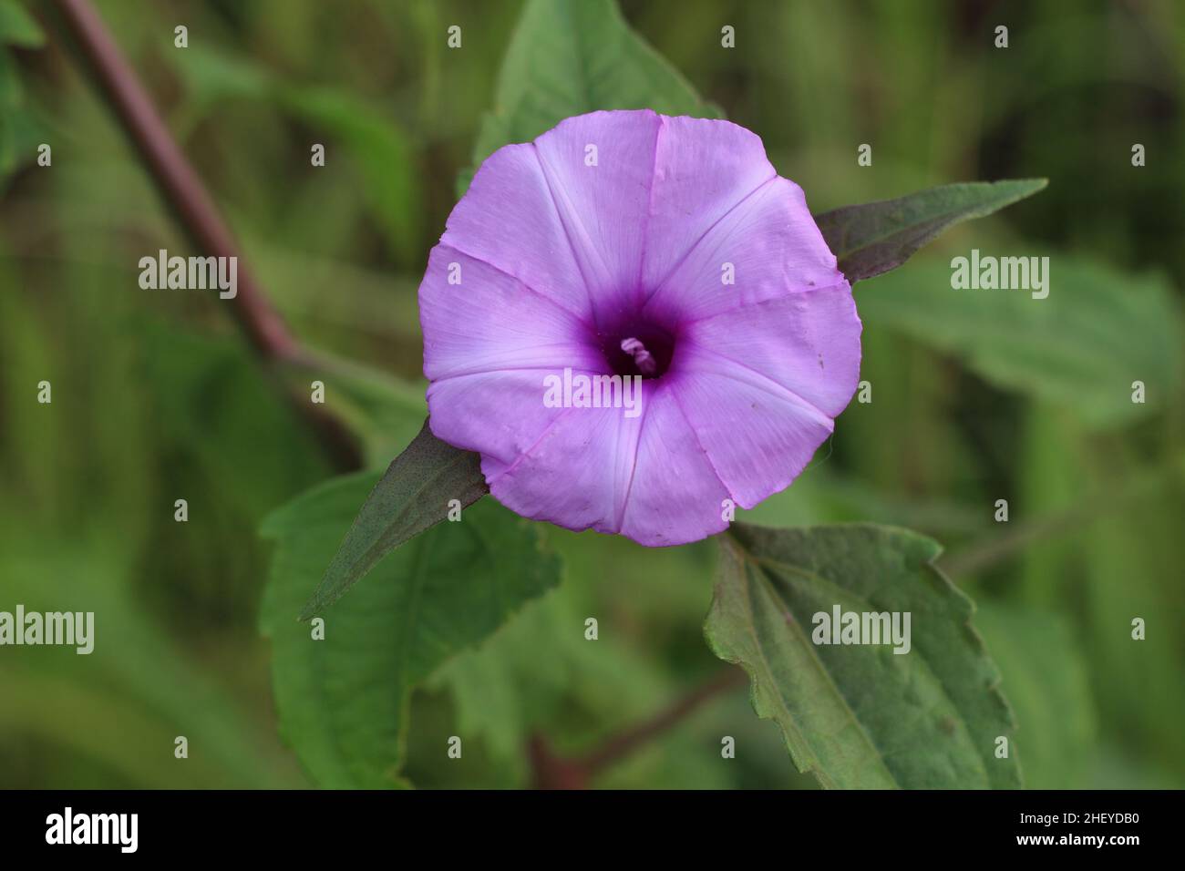 Beautiful Petunia flowers in the wild grass. The flower is shaped like ...