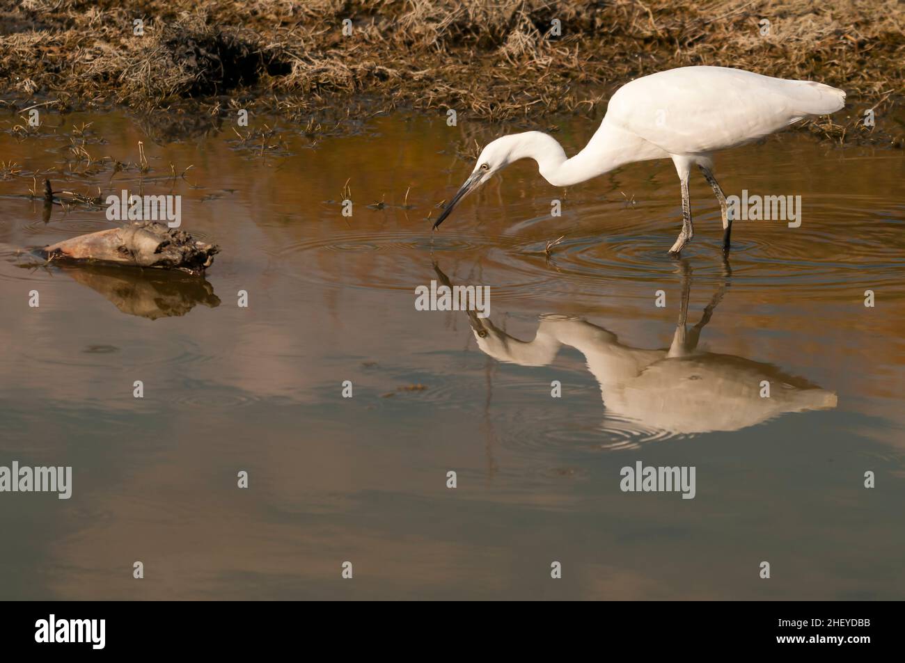 The little egret is a species of pelecaniform bird in the Ardeidae ...