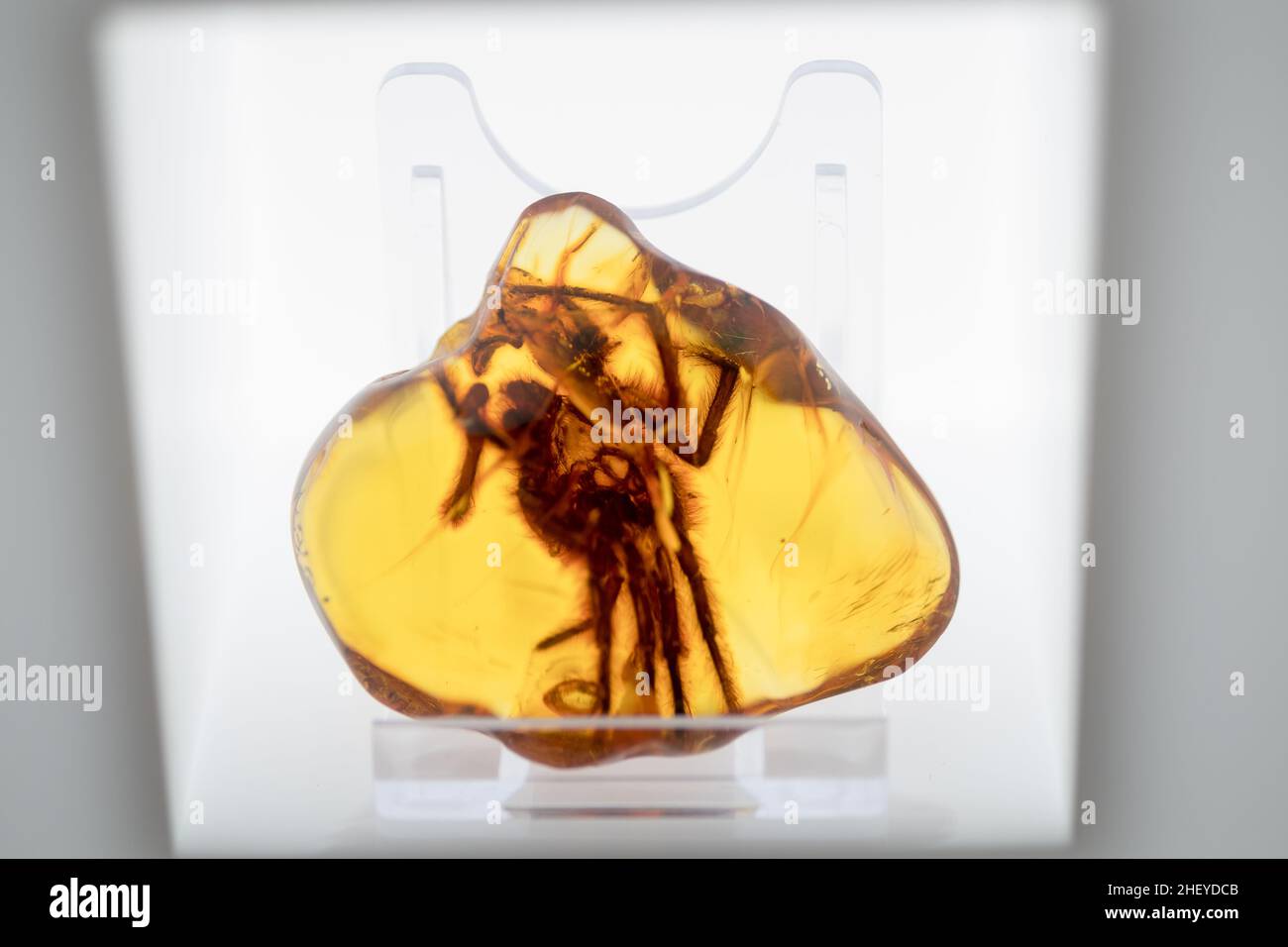 Amber inclusion in Amber Museum in Gdansk, Poland, © Wojciech Strozyk ...