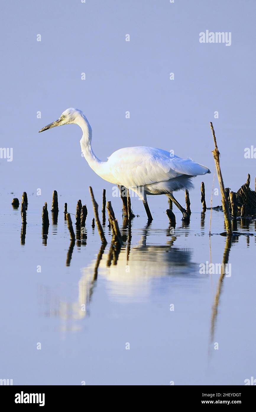 The little egret is a species of pelecaniform bird in the Ardeidae ...