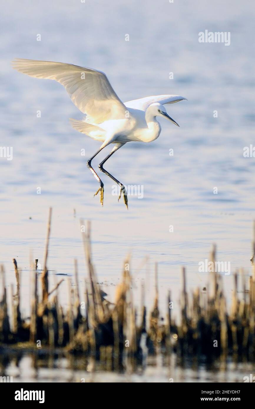 Pelecaniform bird hi-res stock photography and images - Alamy