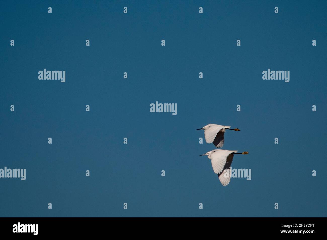 The little egret is a species of pelecaniform bird in the Ardeidae ...