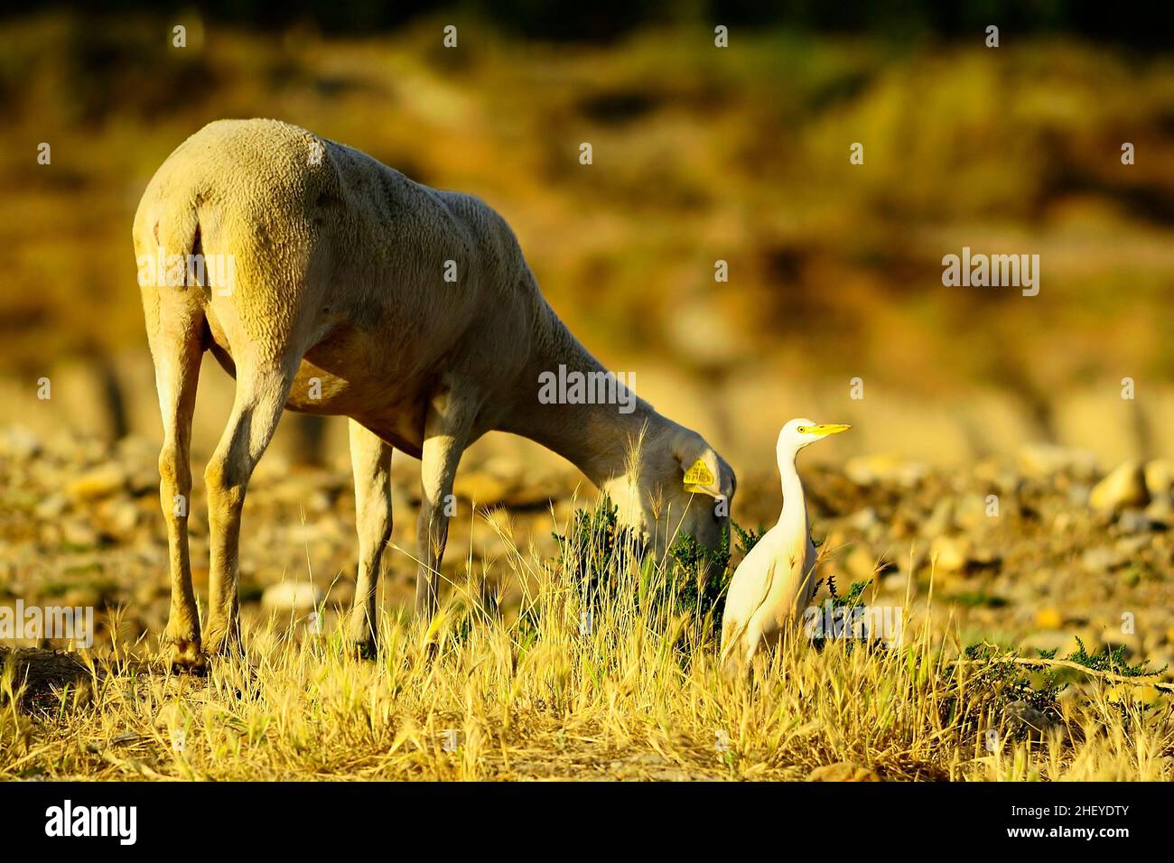 The Cattle Egret is a species of the Ardeidae family Stock Photo - Alamy